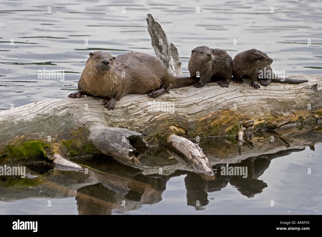 River Otter, Lutra canadensis, with babies in Yellowstone National Park ...