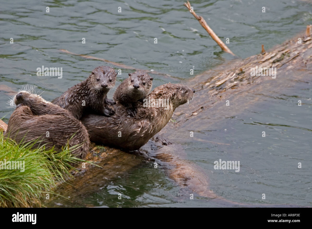 River Otter, Lutra canadensis, with babies in Yellowstone National Park ...
