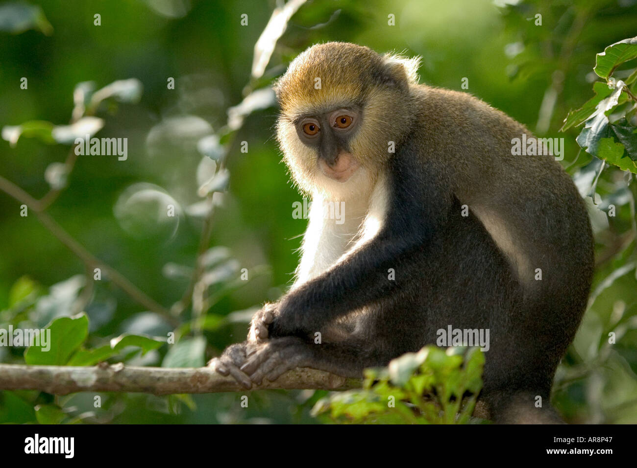 Africa ghana mona monkey primate hi-res stock photography and images ...