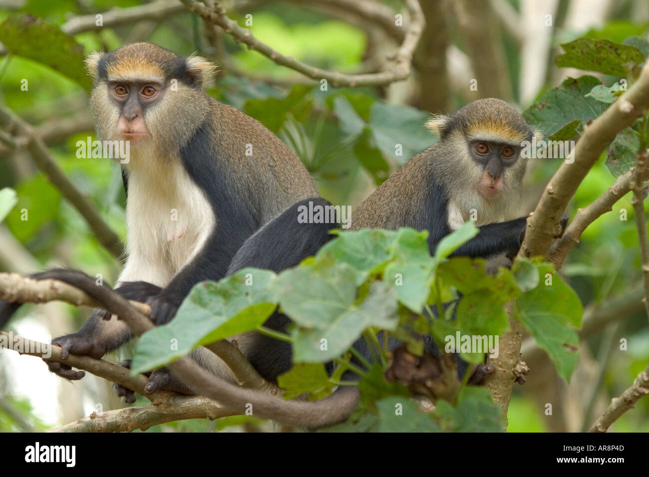Mona monkeys hi-res stock photography and images - Alamy