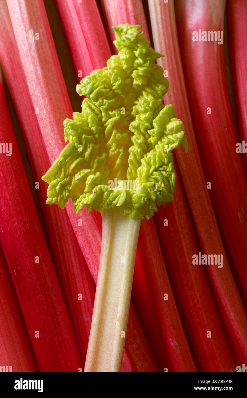 Forced rhubarb hi-res stock photography and images - Alamy