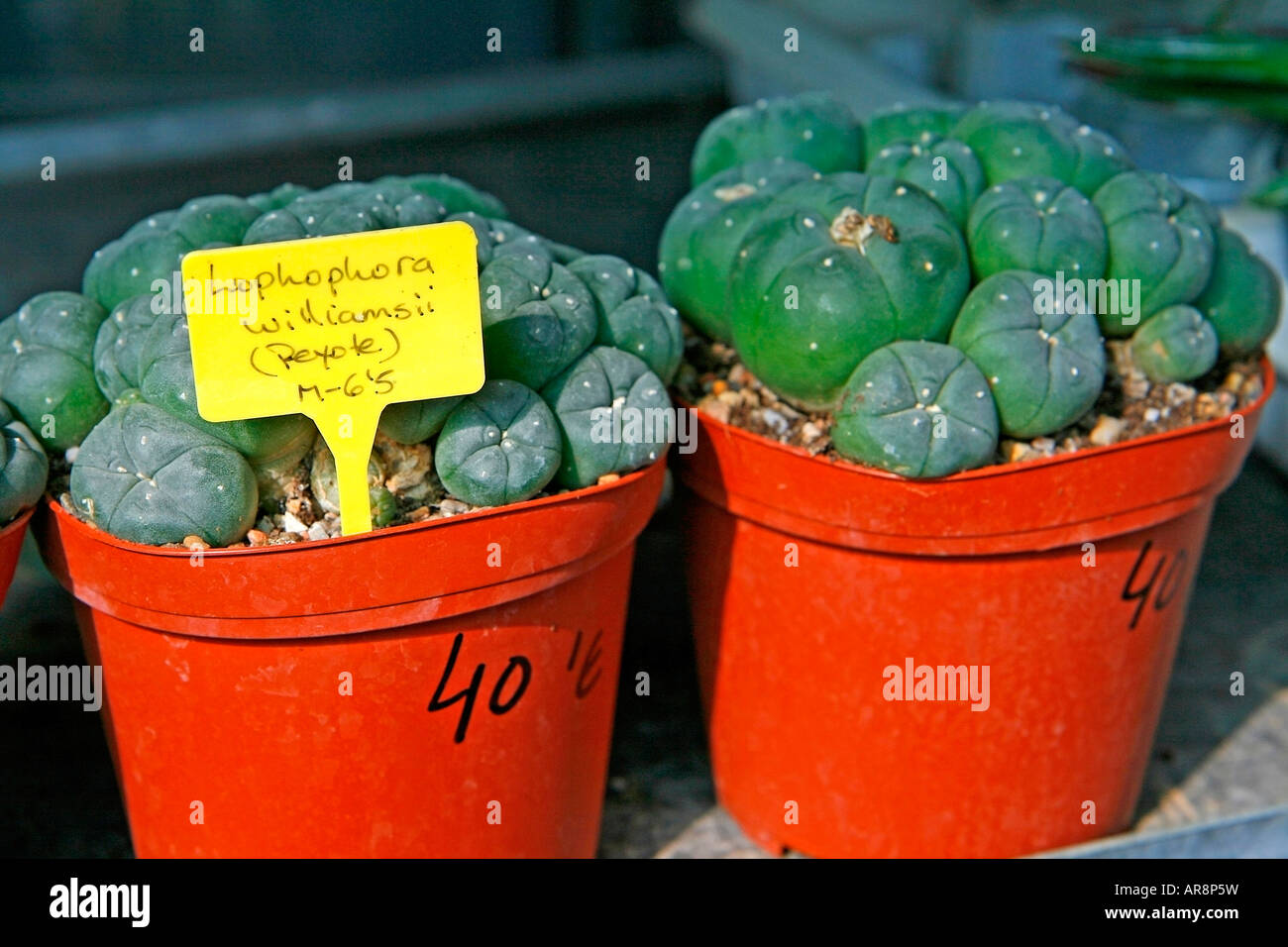 Cactus button Lophophora williamsii Stock Photo - Alamy