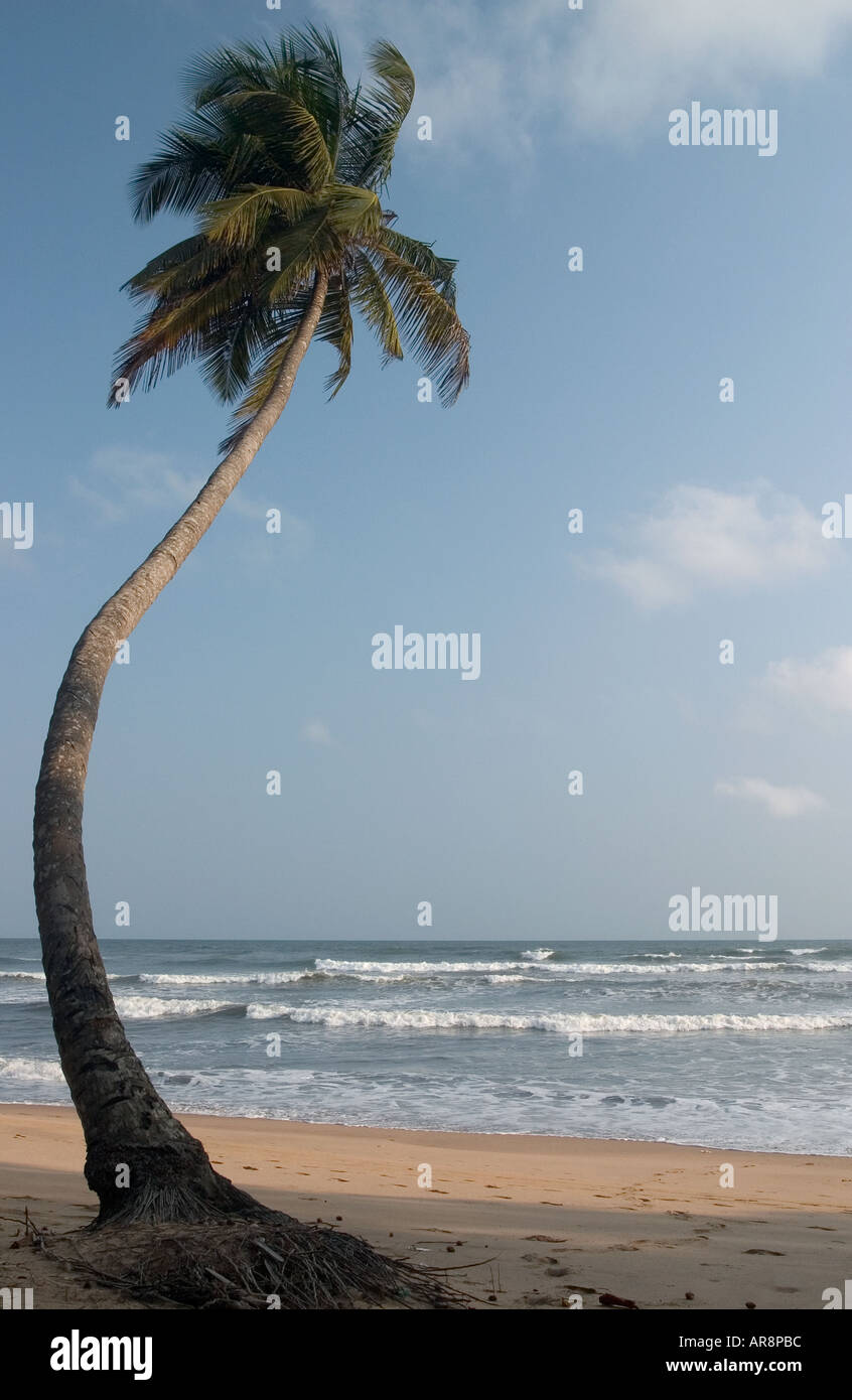 Lone coconut tree on a beach Stock Photo - Alamy
