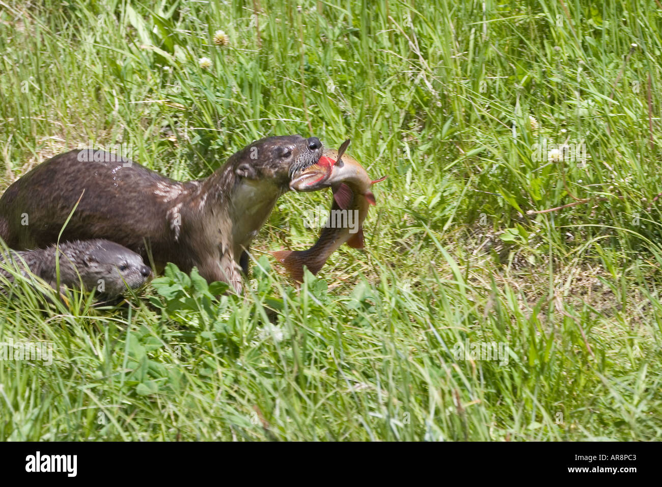 River Otter, Lutra canadensis, with babies in Yellowstone National Park ...