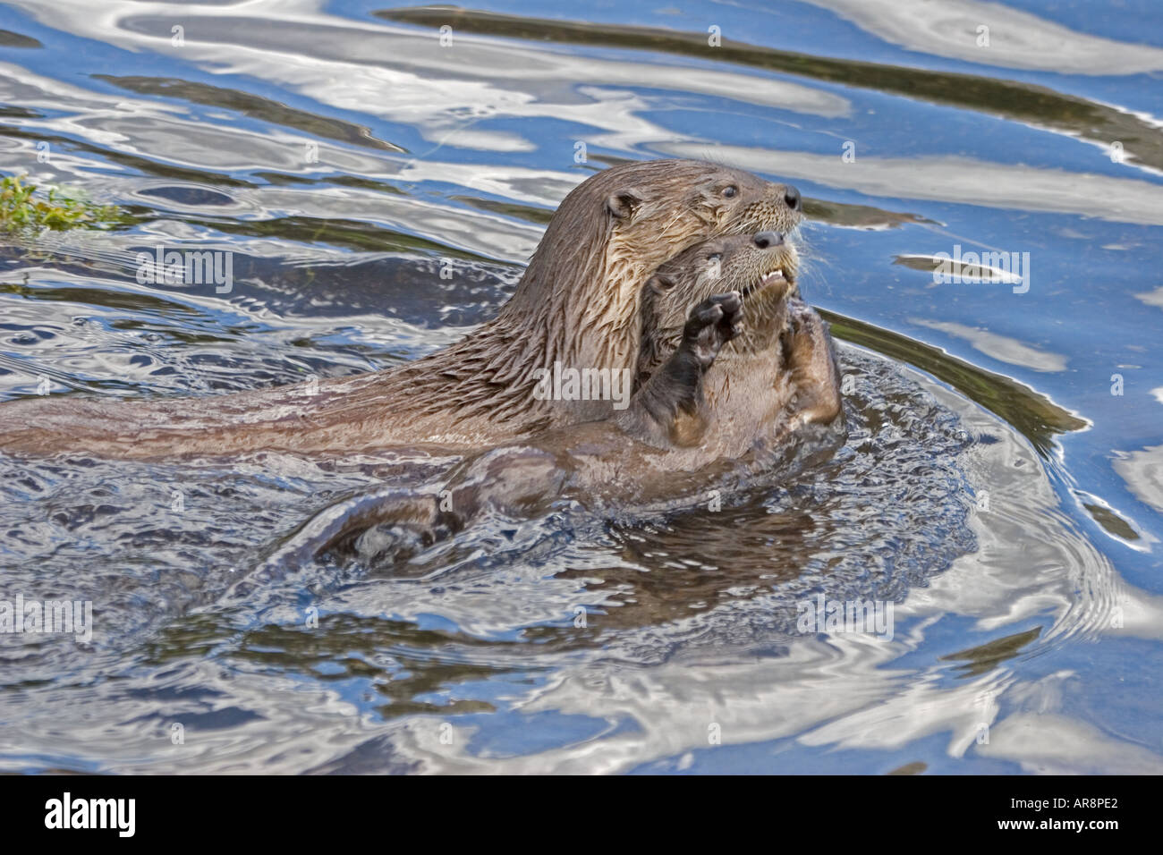 River Otter, Lutra canadensis, with babies in Yellowstone National Park ...