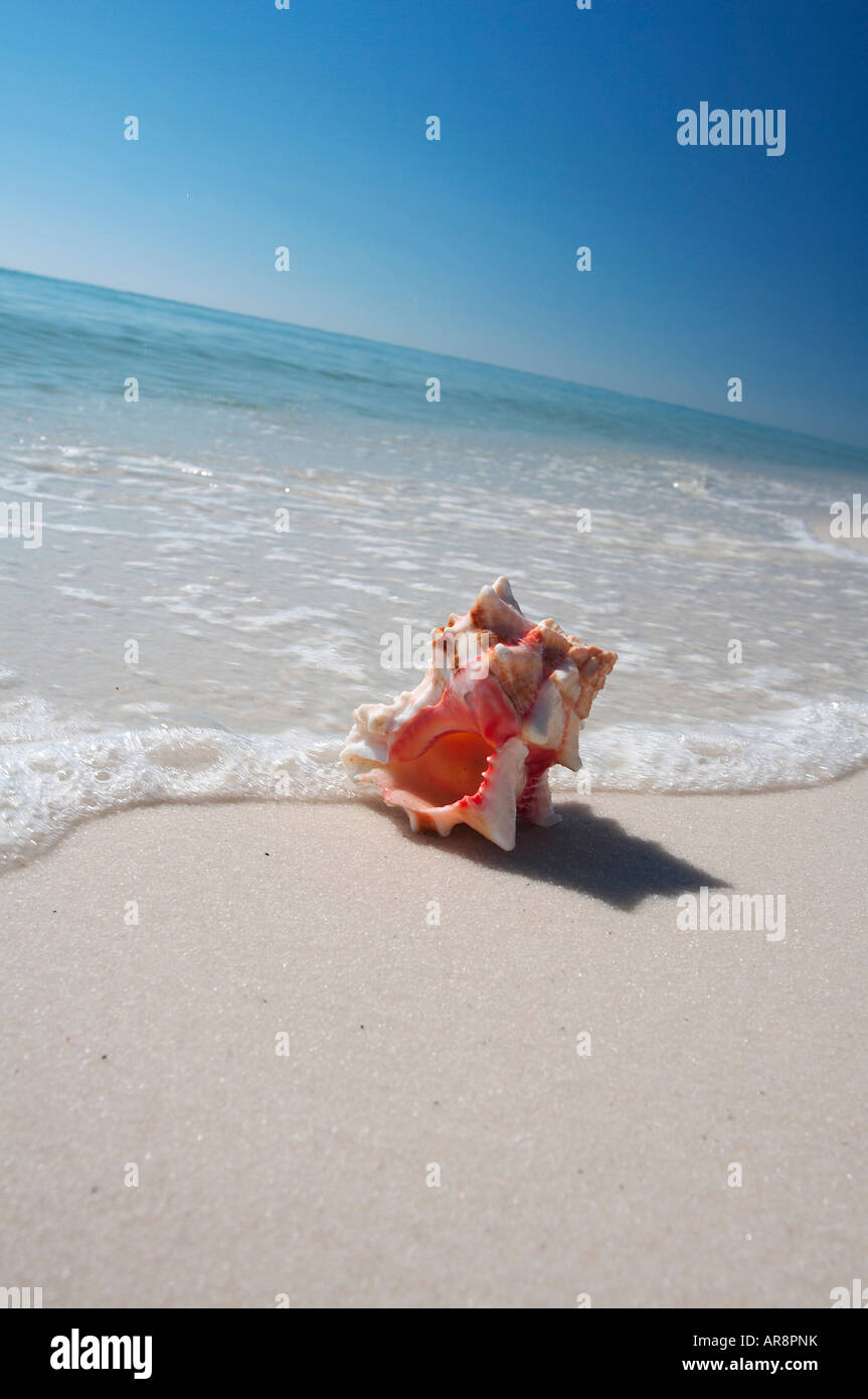 A shell on a beach in Florida Stock Photo - Alamy