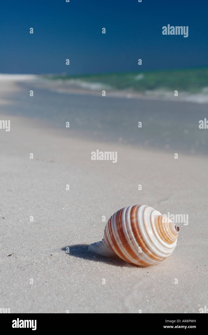 Sea shells on a beach Stock Photo - Alamy