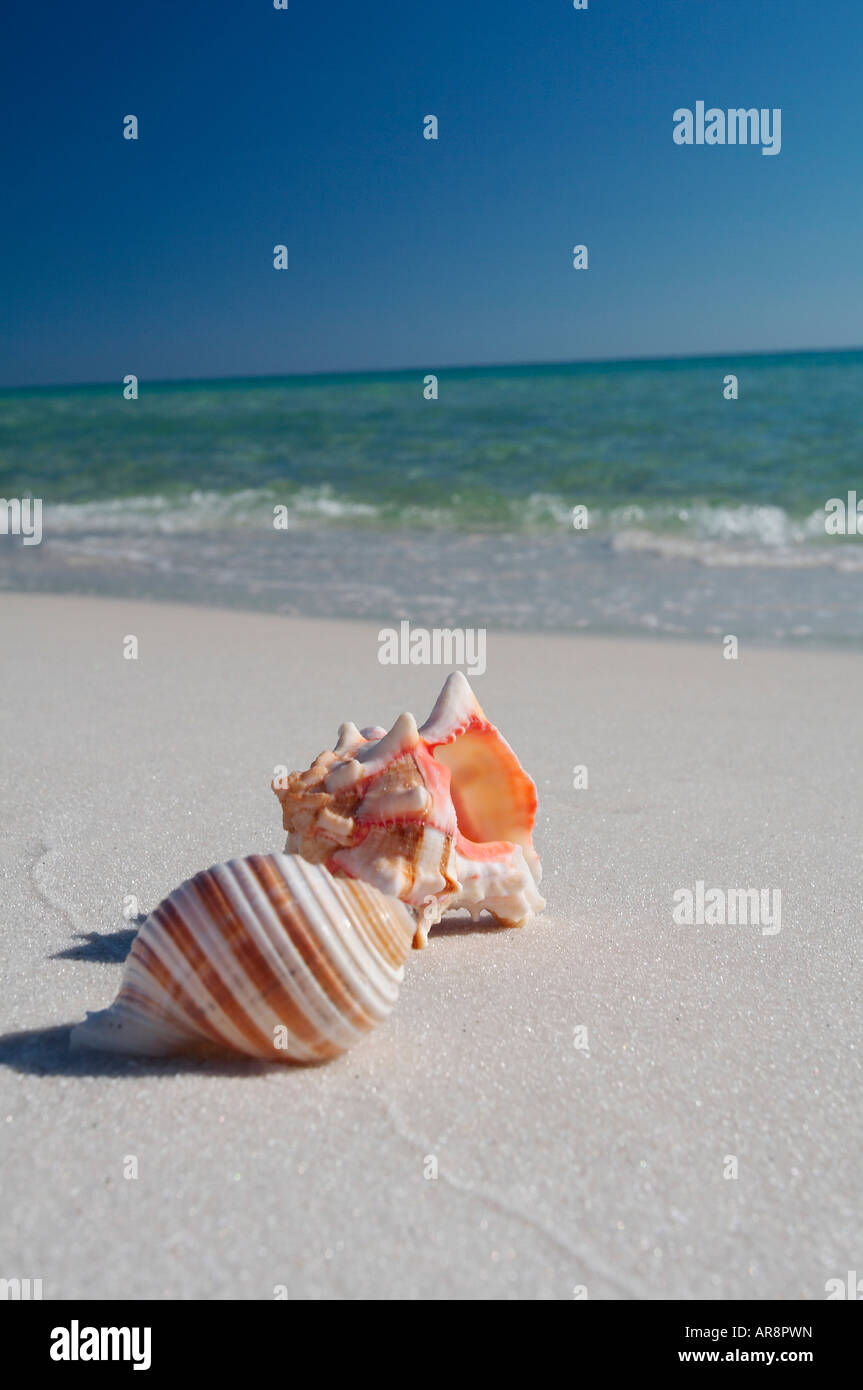 Sea shells on a beach Stock Photo - Alamy