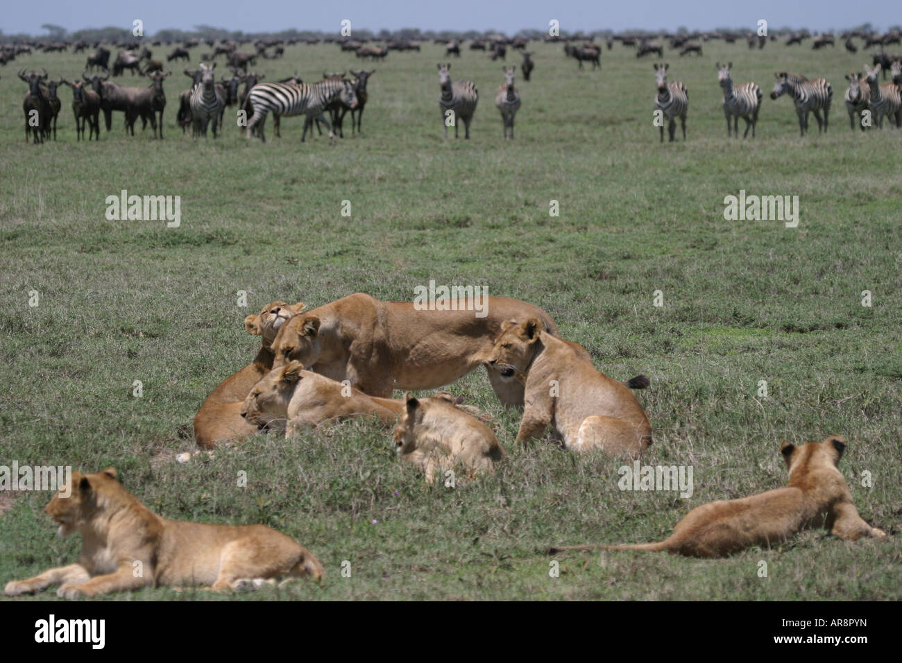Lioness and Zebra Serengeti Stock Photo - Alamy