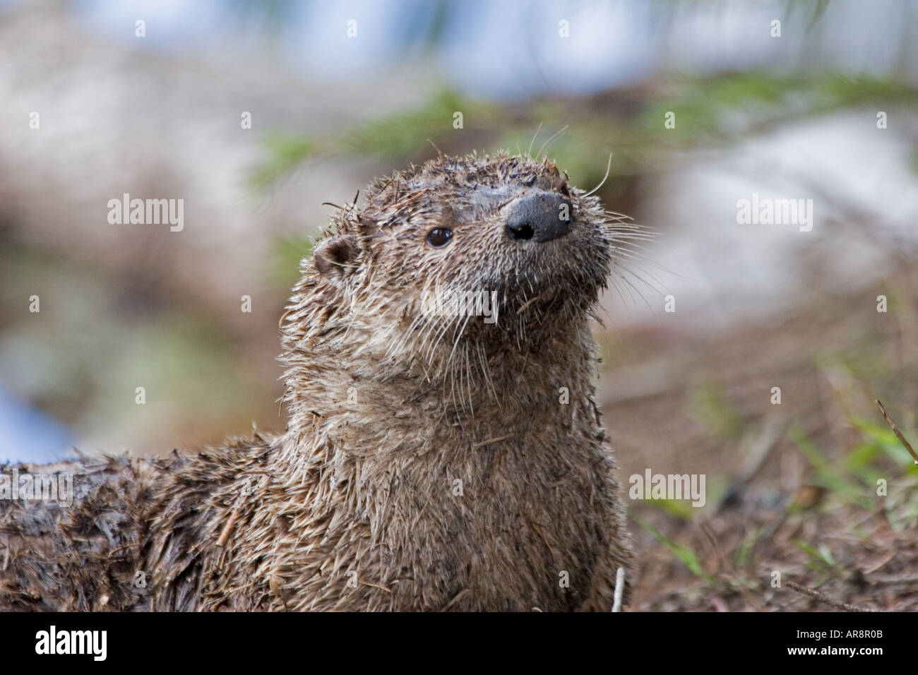 River Otter, Lutra canadensis, in Yellowstone National Park, Shot in ...
