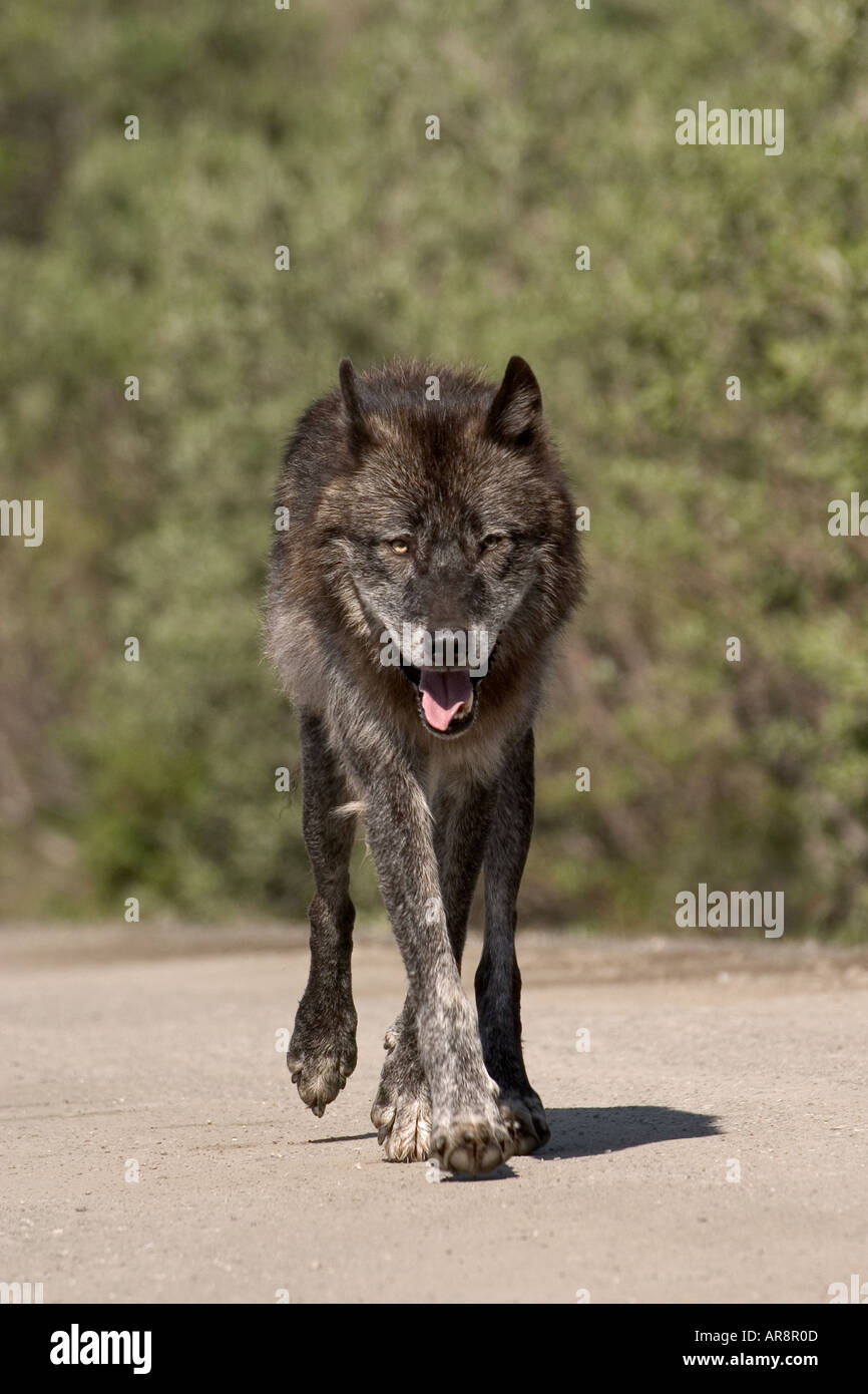 Timber wolf alaska hi-res stock photography and images - Alamy