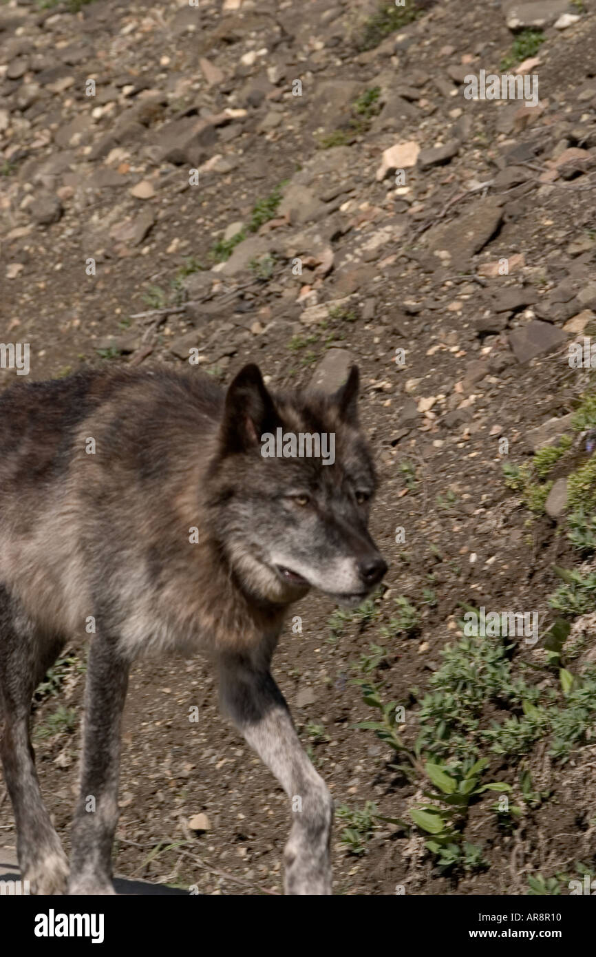 Gray Wolf in Denali National Park, Shot in the wild Stock Photo - Alamy