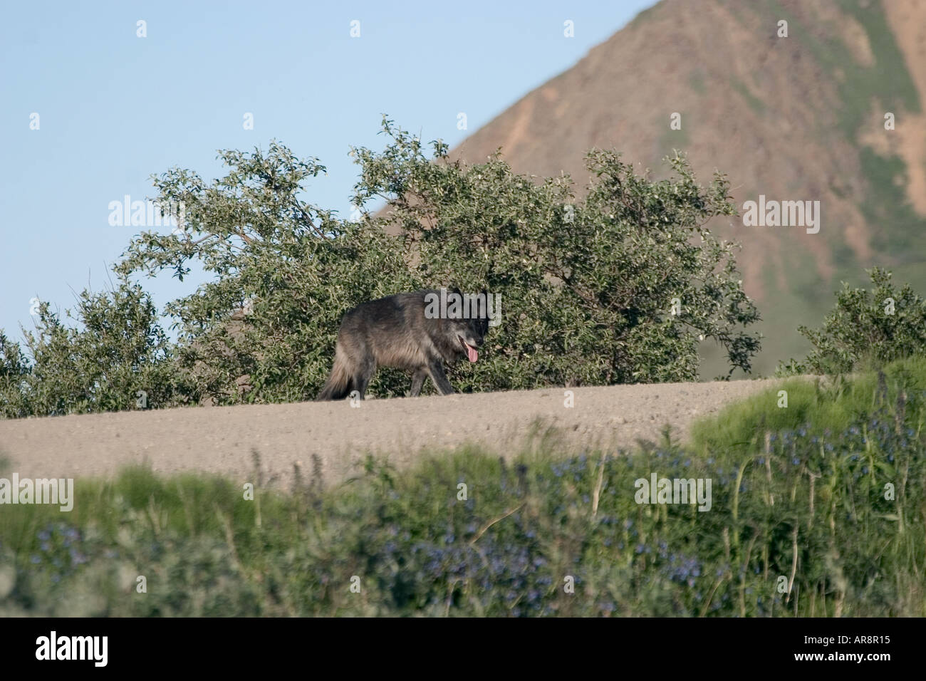 Gray Wolf in Denali National Park, Shot in the wild Stock Photo - Alamy