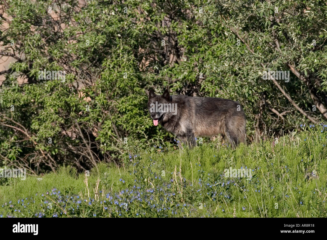 Timber wolf alaska hi-res stock photography and images - Alamy
