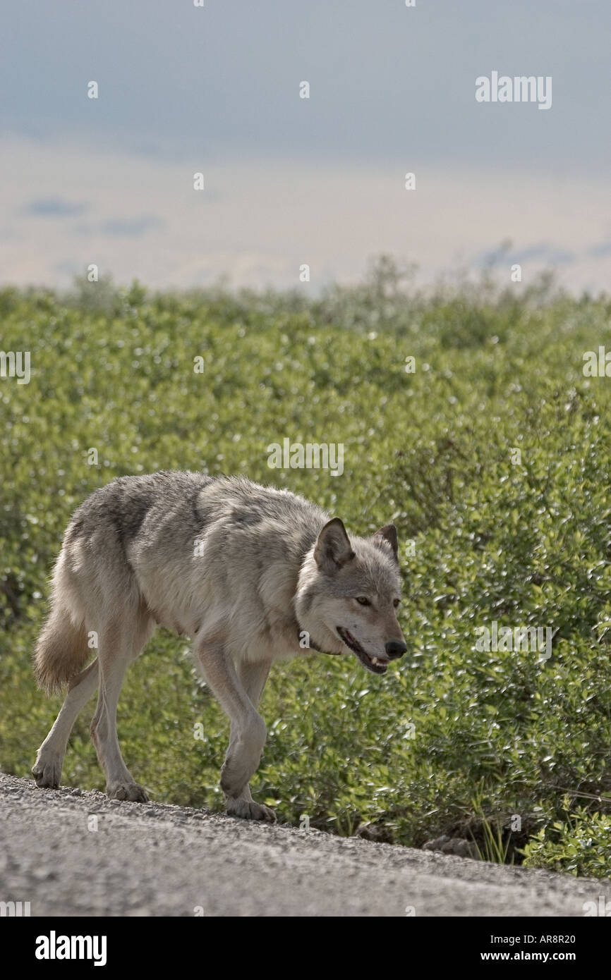Gray Wolf in Denali National Park, Shot in the wild Stock Photo - Alamy