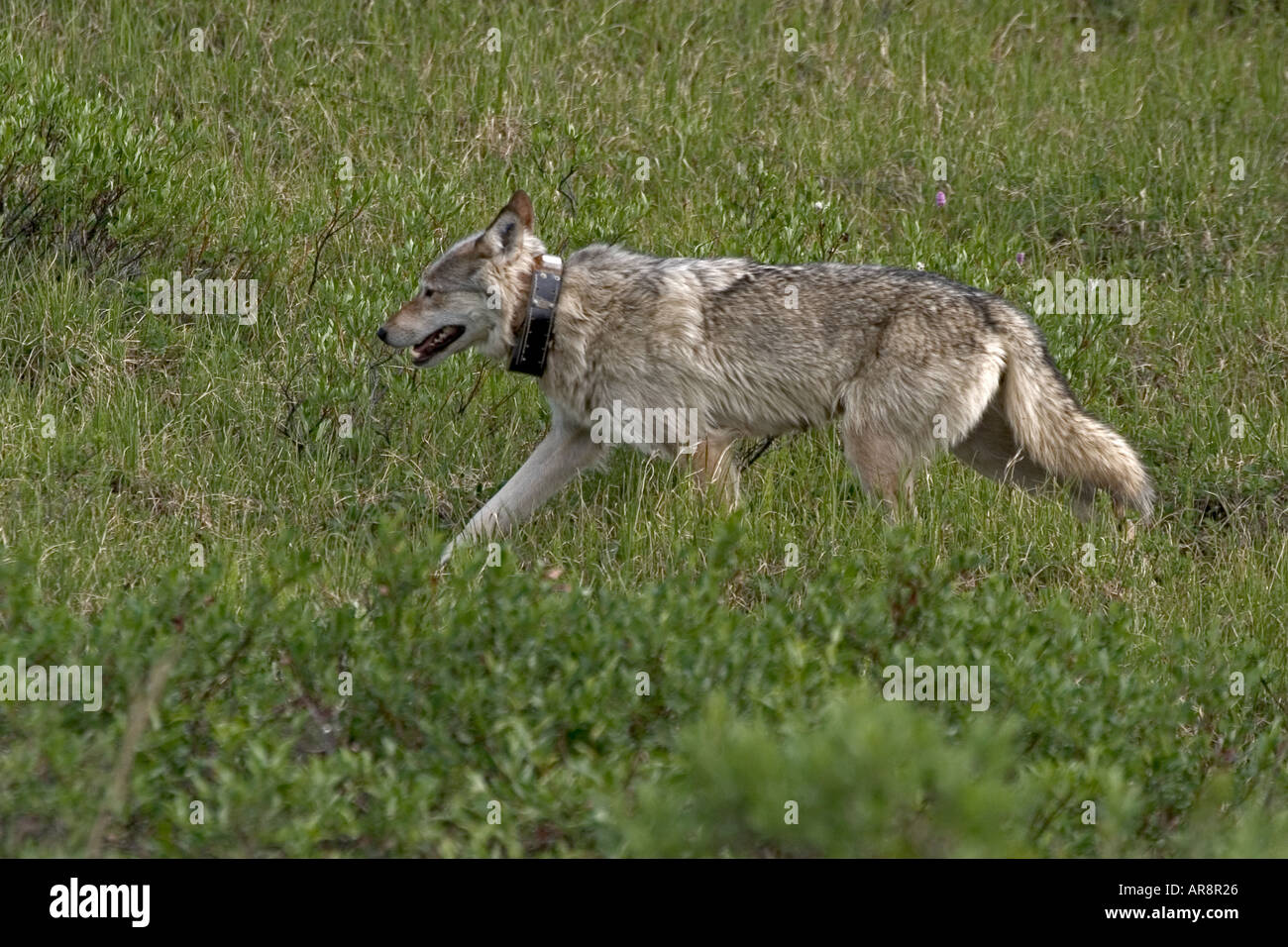 Gray Wolf in Denali National Park, Shot in the wild Stock Photo - Alamy