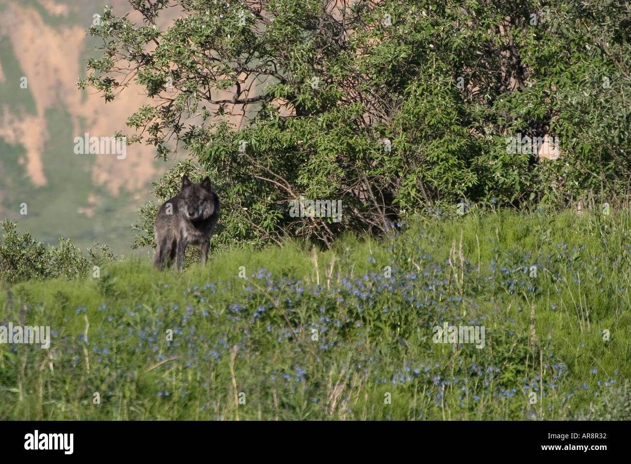 Gray Wolf in Denali National Park, Shot in the wild Stock Photo - Alamy