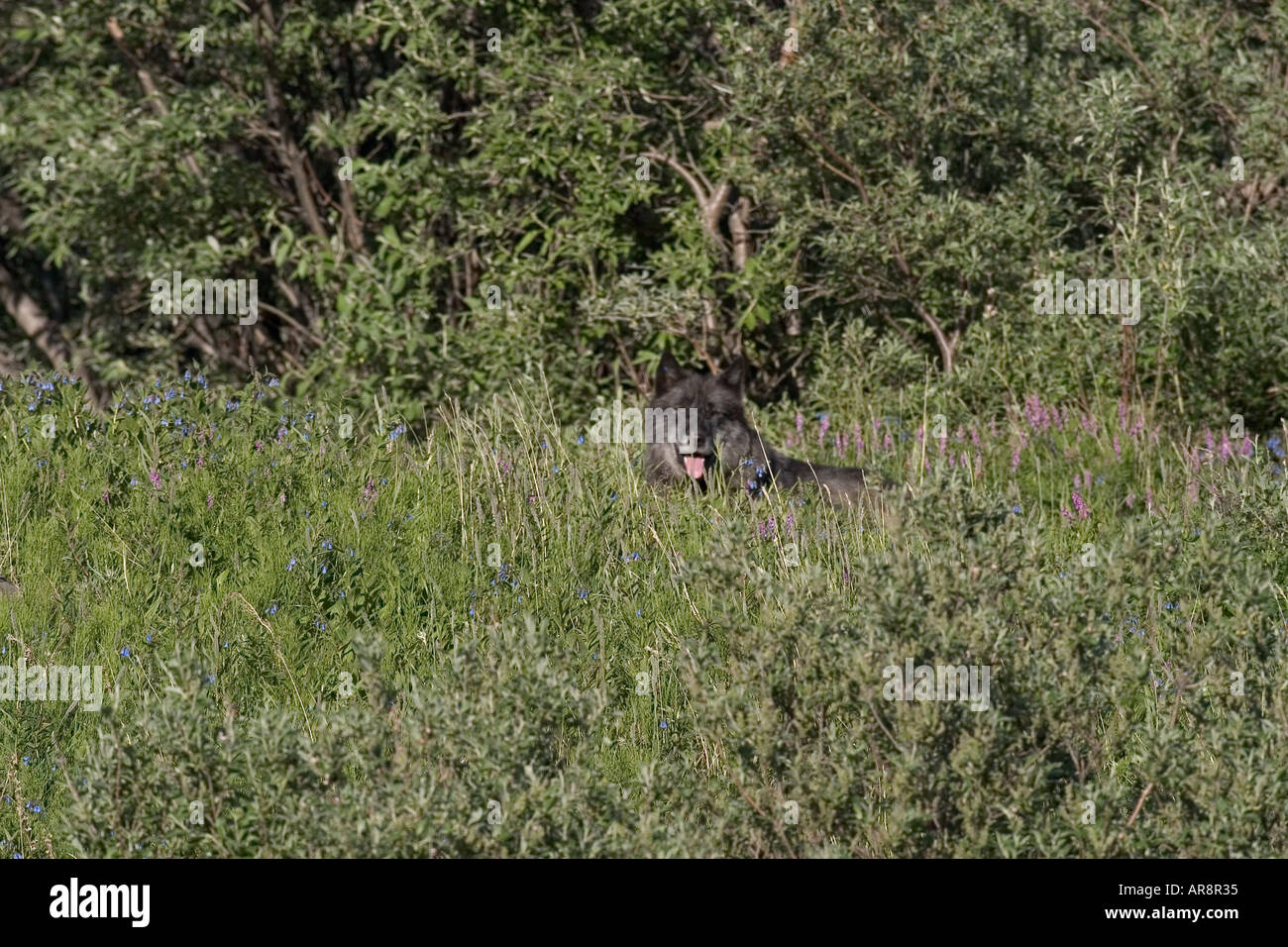 Gray Wolf in Denali National Park, Shot in the wild Stock Photo - Alamy