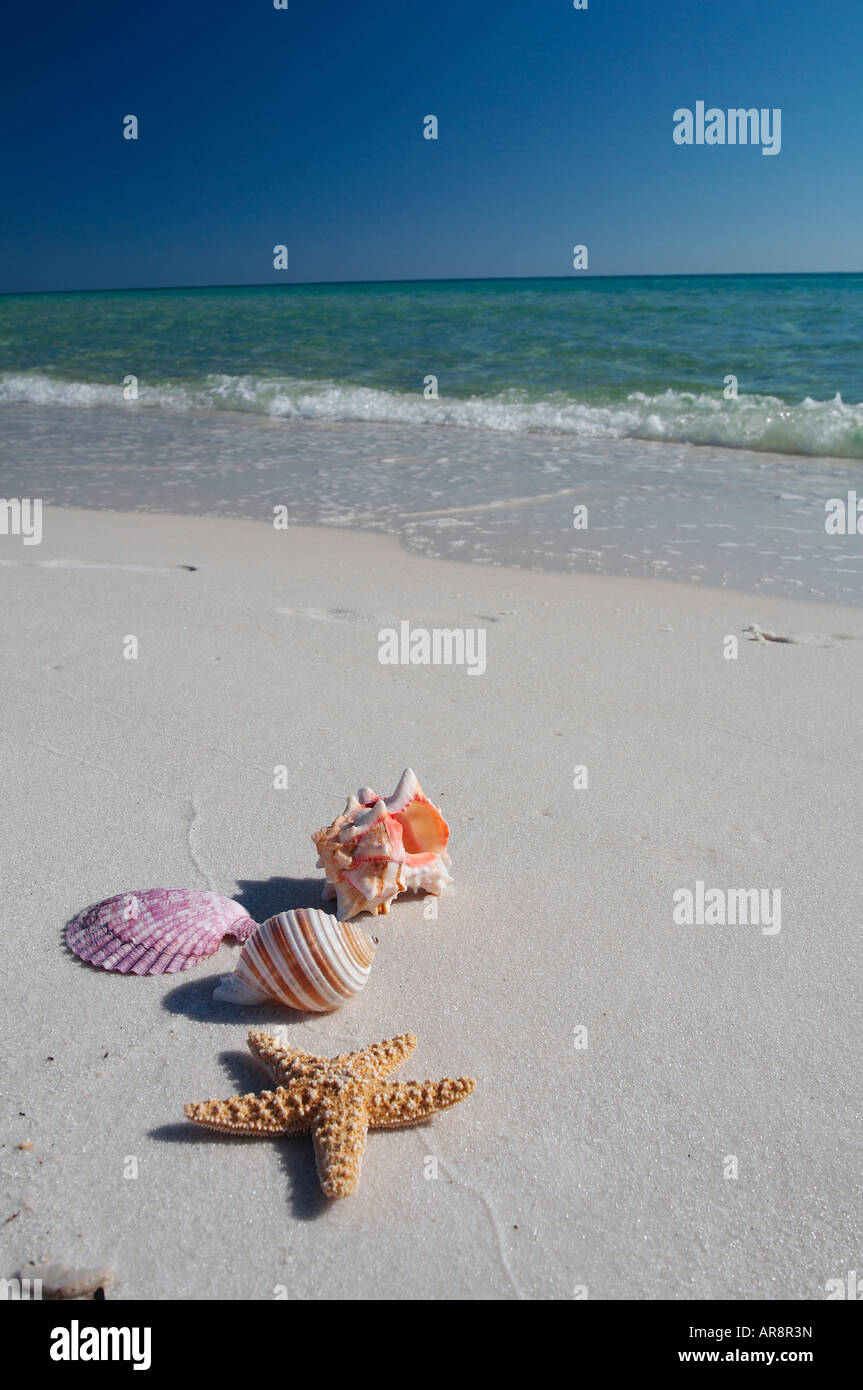 White Beach Sand Shells