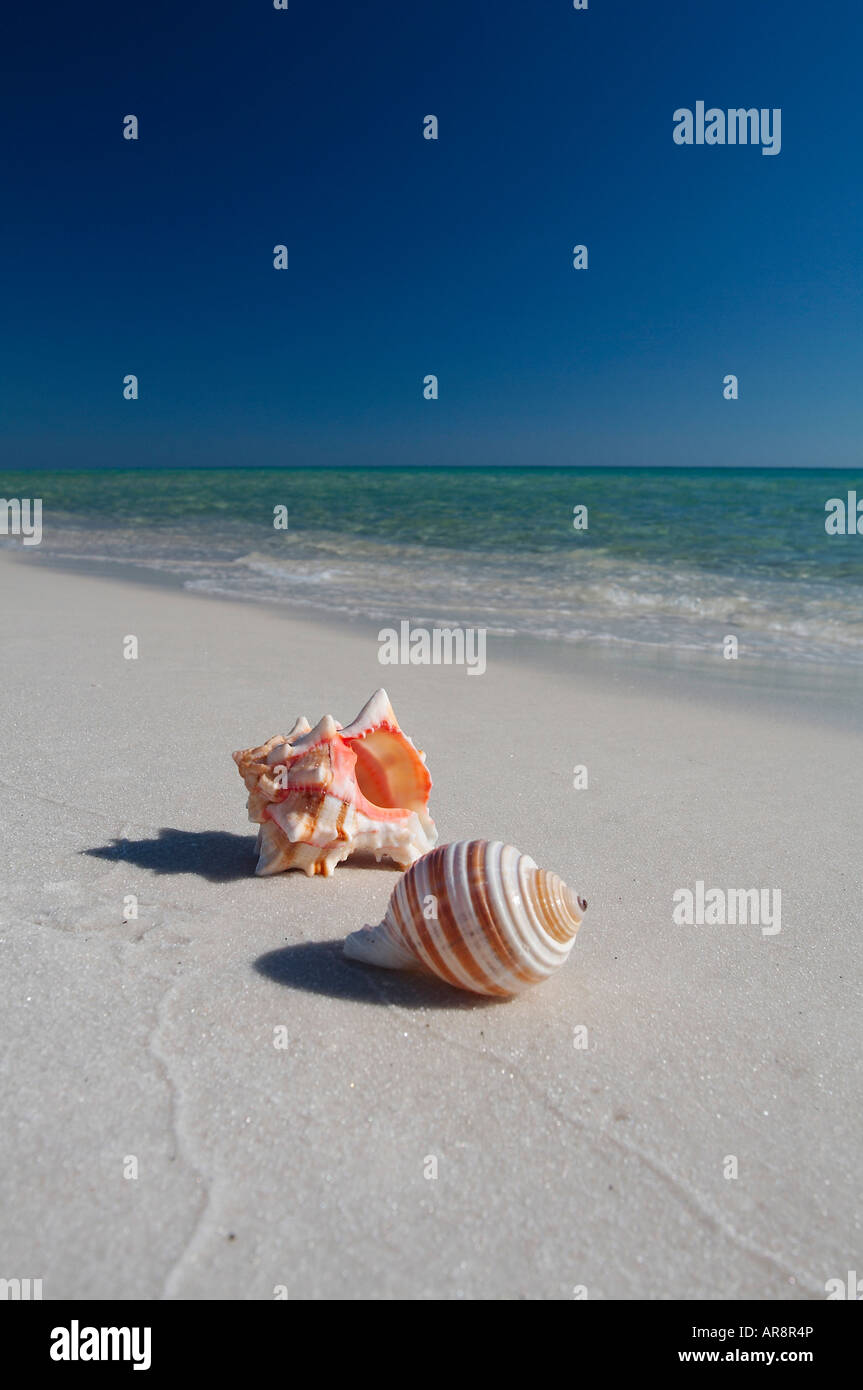 Shells on a white sand beach with green water and blue sky in Sandestin ...