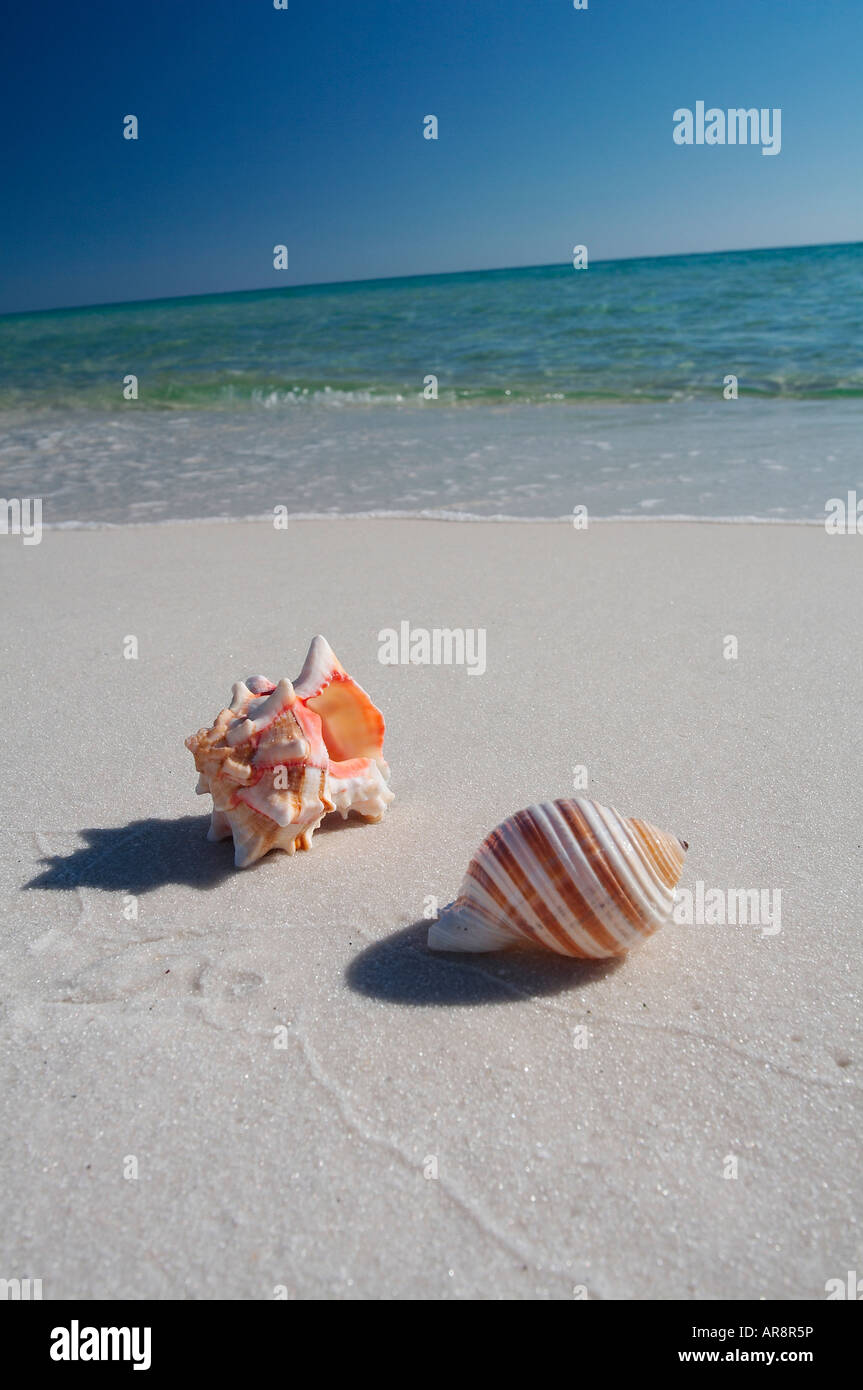 Welk shell on beach hi-res stock photography and images - Alamy