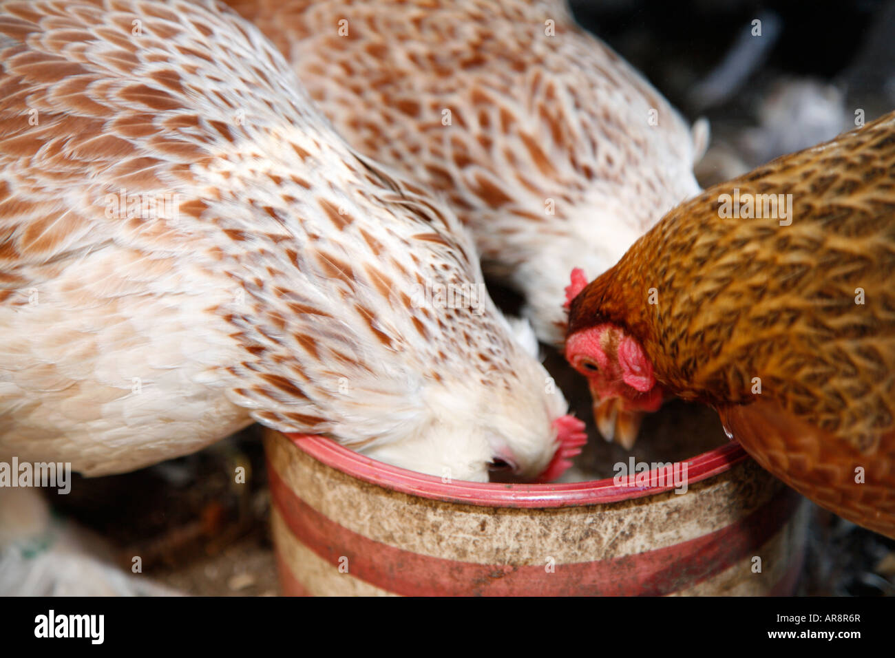Close up of chickens picking corn. Owned by photographer Stock Photo ...