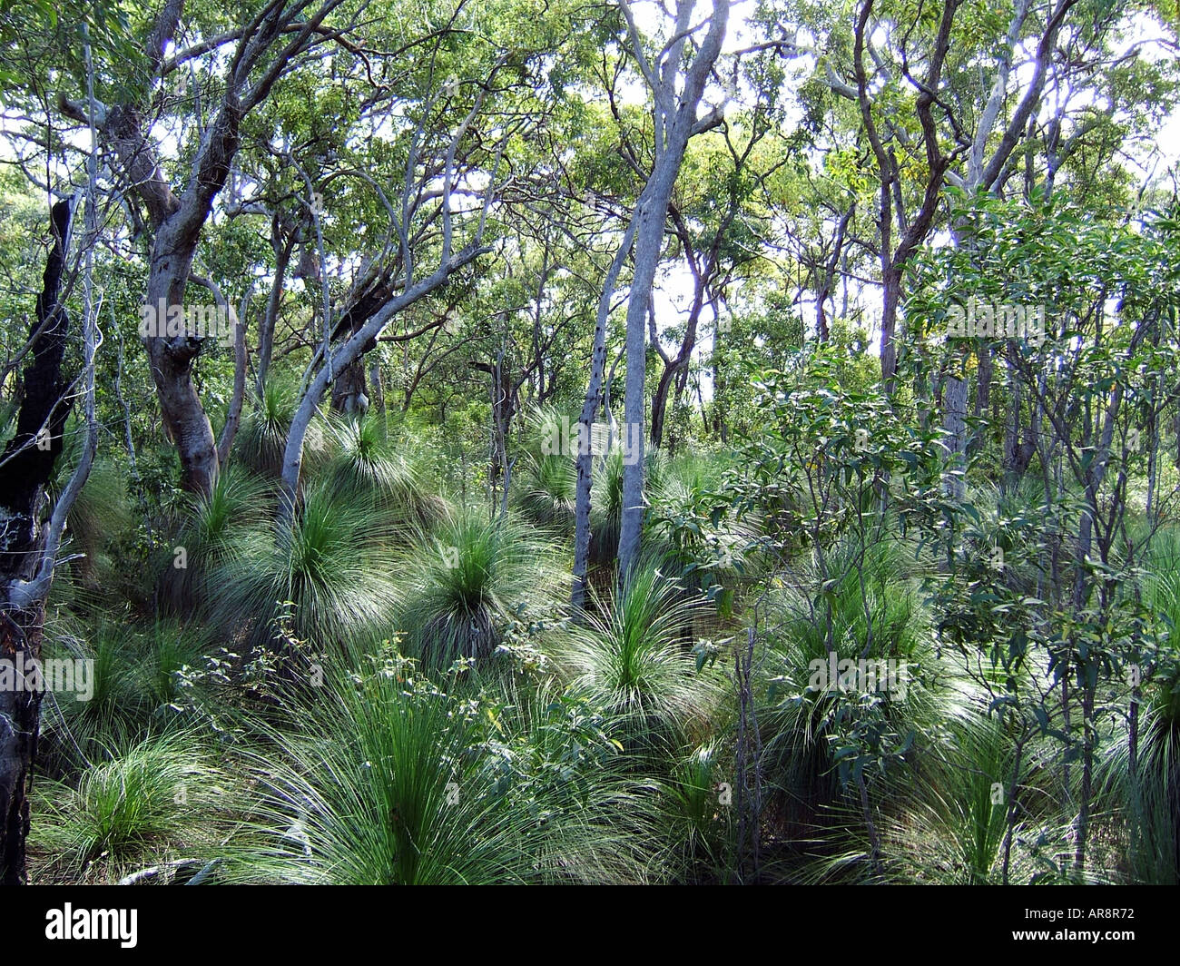 Tropical forest Perth Western Australia Stock Photo - Alamy
