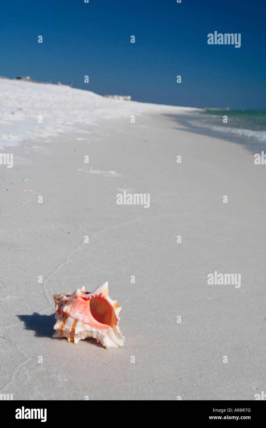 A brightly colored shell on a beach near the gulf of mexico in Florida ...