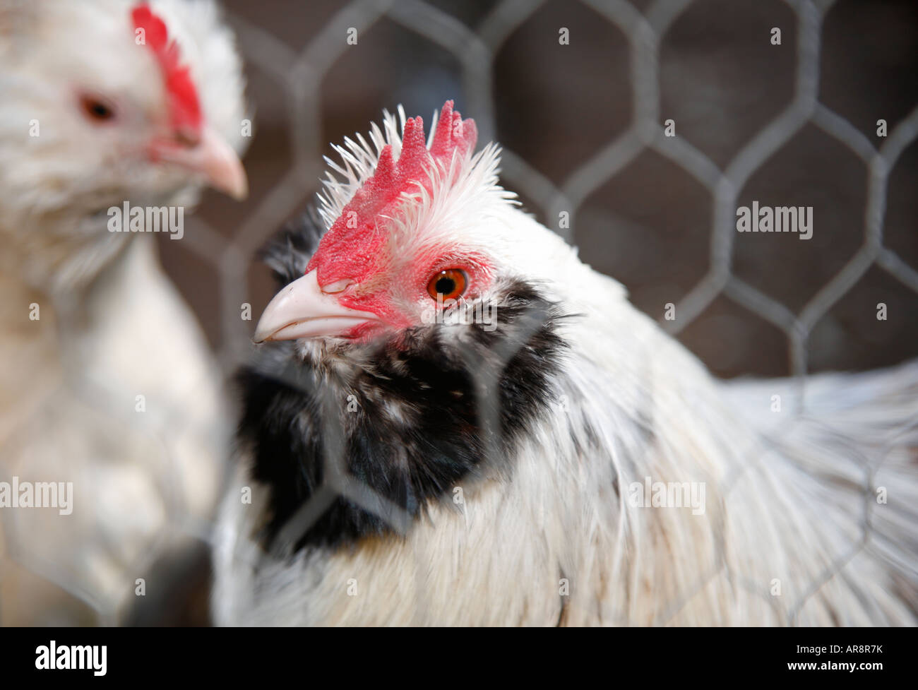 Close up of Faverolle rooster. Out of focus hen in the background ...