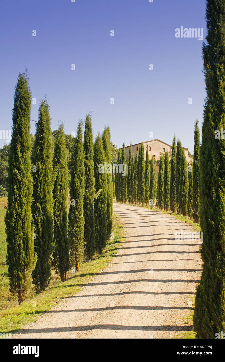 Cypress trees along a road in Tuscan countryside, Italy Stock Photo - Alamy