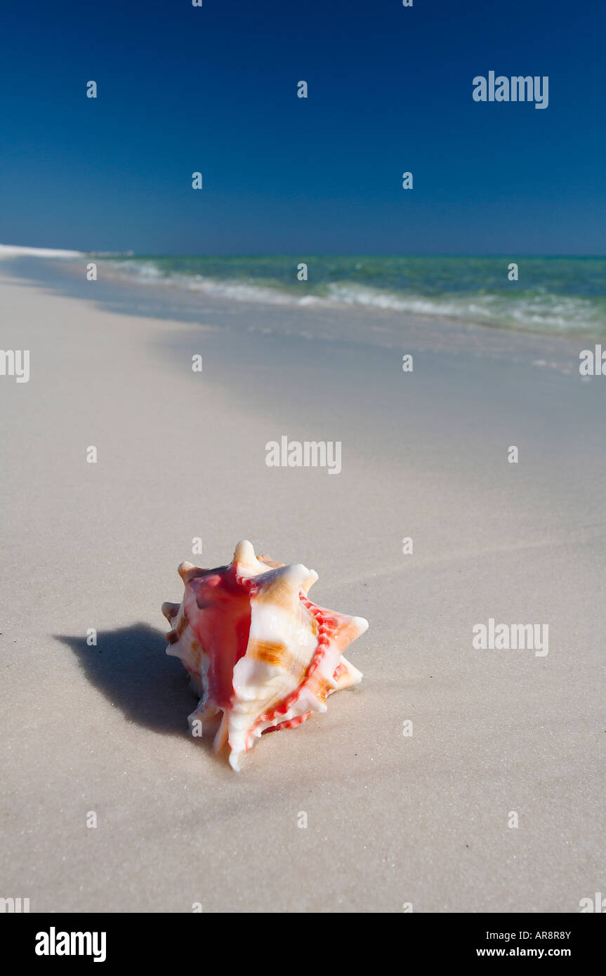 A brightly colored shell on a beach near the gulf of mexico in Florida ...