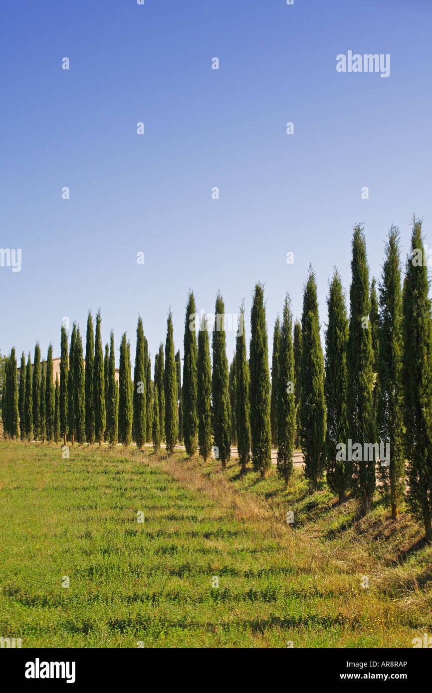 Cypress trees along a road in Tuscan countryside, Italy Stock Photo - Alamy
