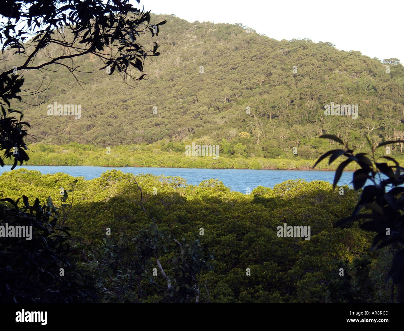 Eungella National Park, Queensland, Australia Stock Photo - Alamy