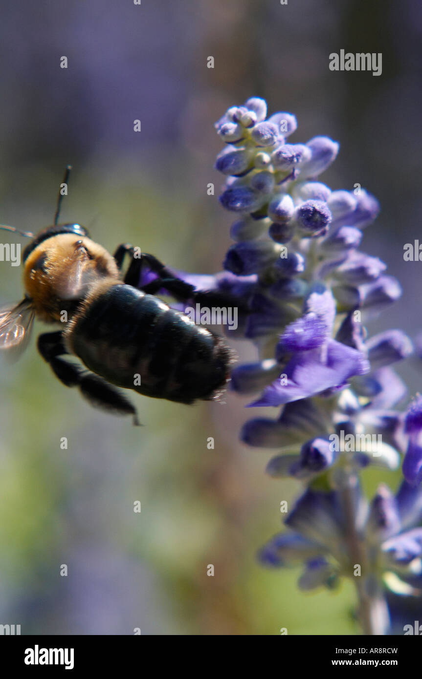 Flying bumble bee insect hi-res stock photography and images - Alamy