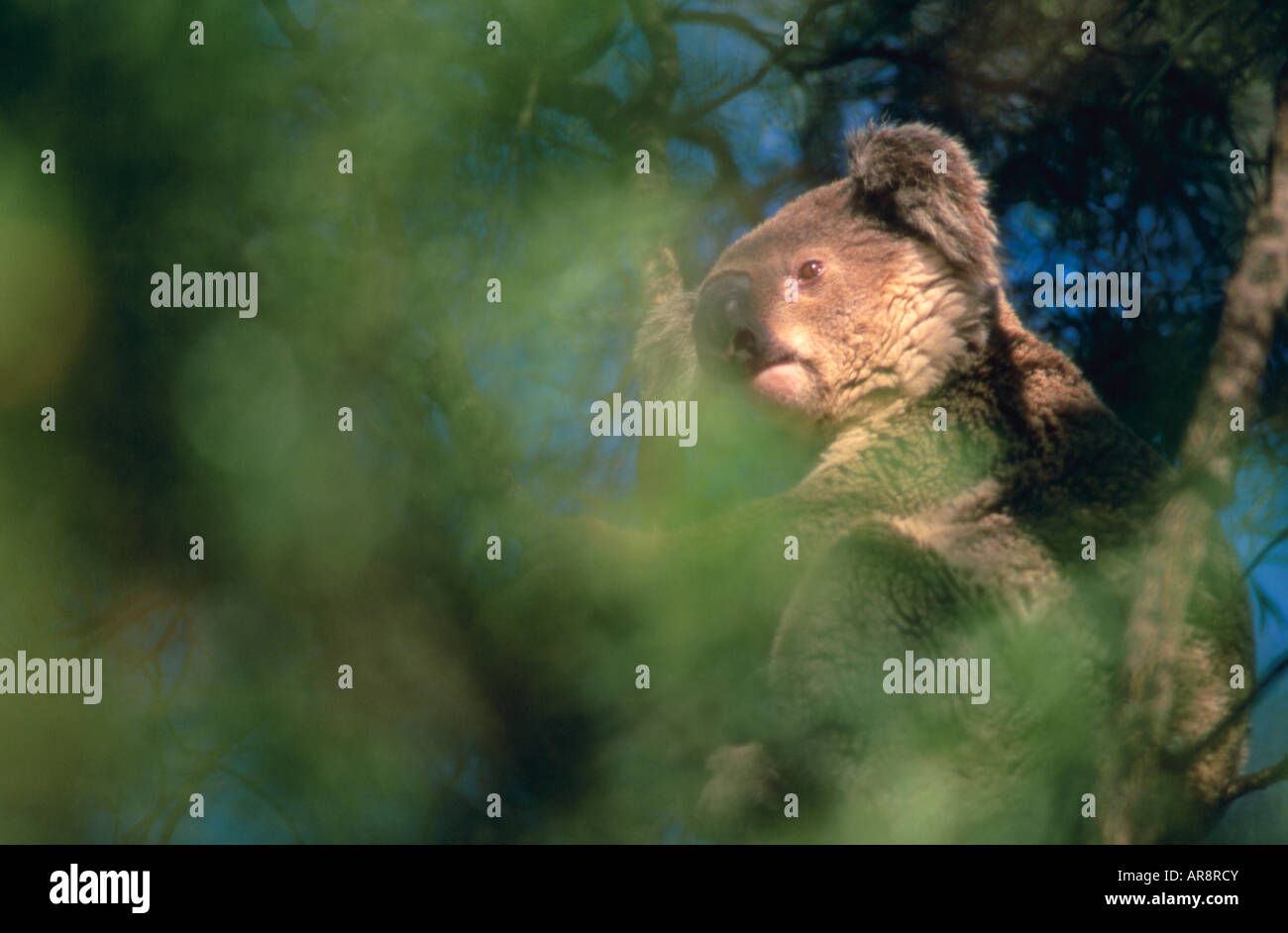 wild koala in bush setting Stock Photo - Alamy