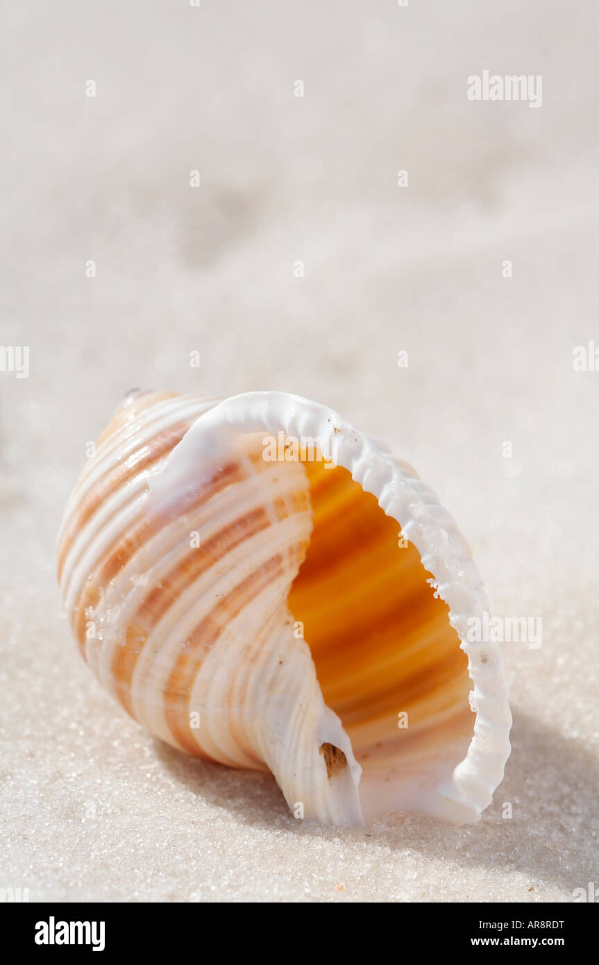 Tun Shell Stock Photos & Tun Shell Stock Images - Alamy