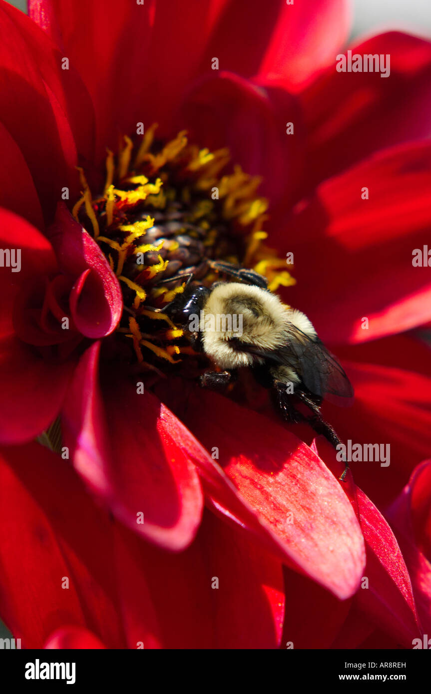 Setae detail hi-res stock photography and images - Alamy