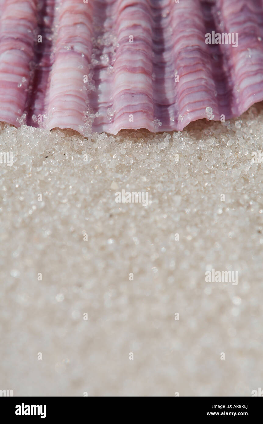 Clam shell beach hi-res stock photography and images - Alamy