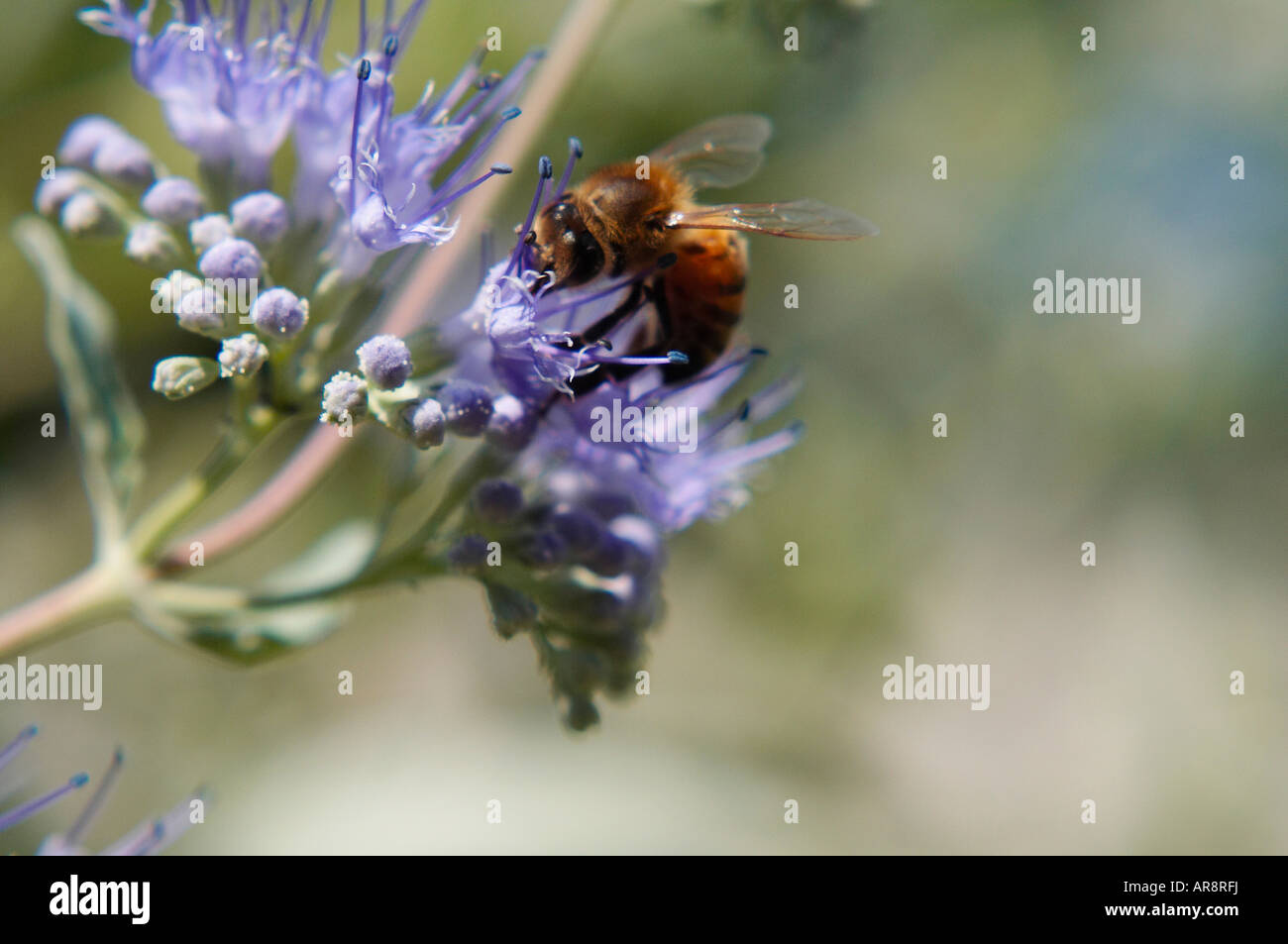 Setae detail hi-res stock photography and images - Alamy