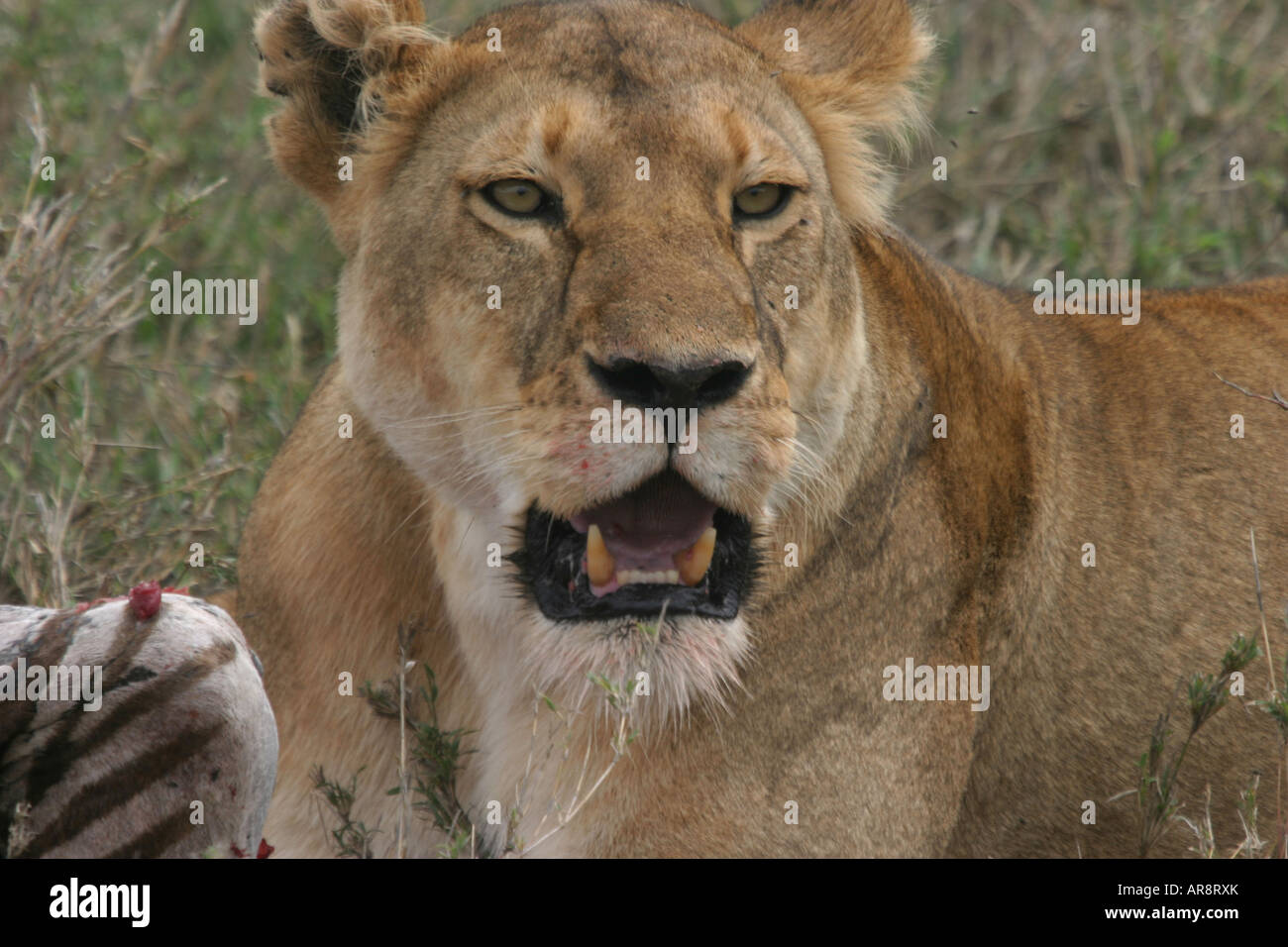 Lioness and Zebra carcass in Serengeti Stock Photo - Alamy