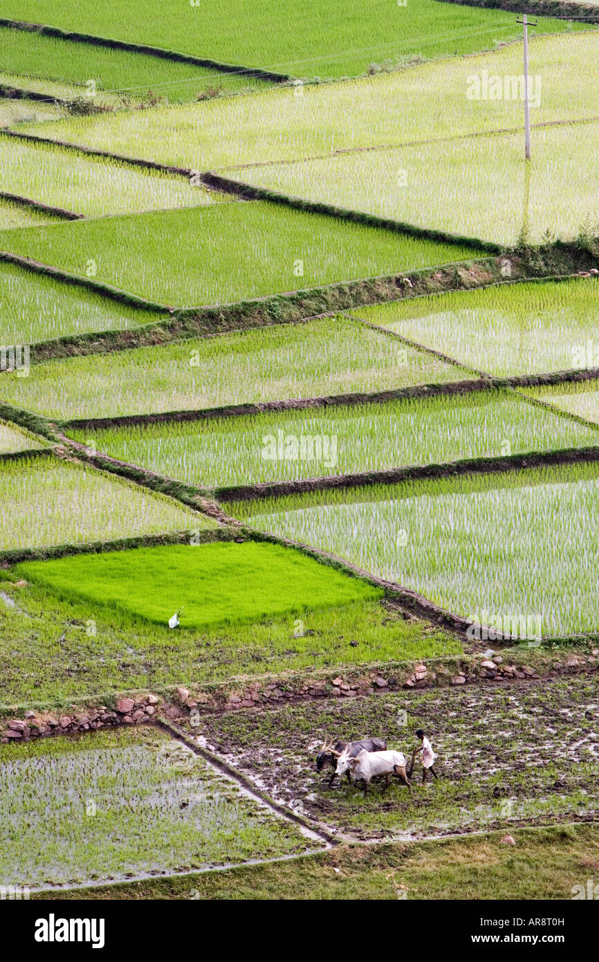 Rice paddy field in the rural indian countryside. Andhra Pradesh, India ...