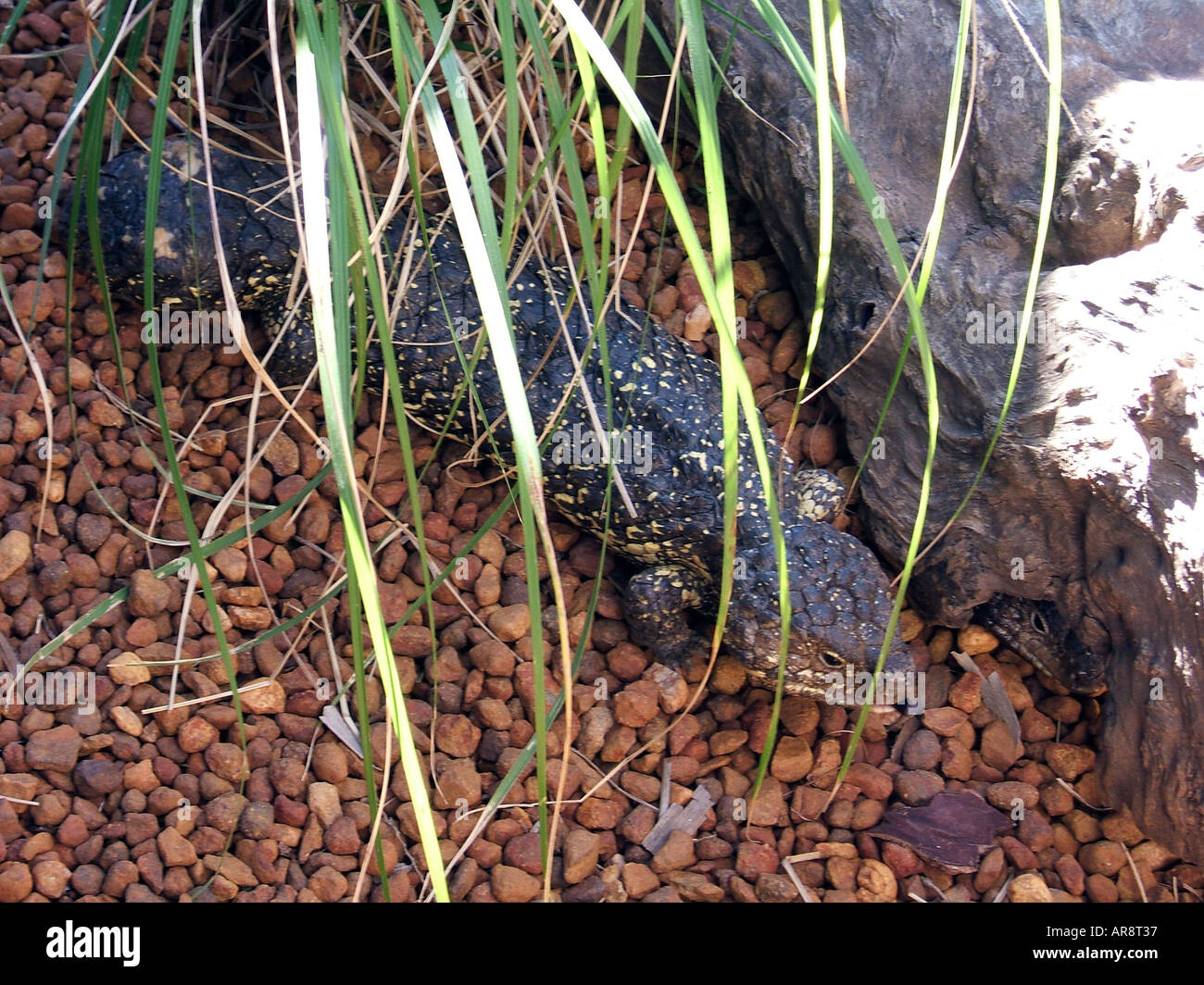 Lizard at Australia Zoo, Queensland, Australia Stock Photo - Alamy