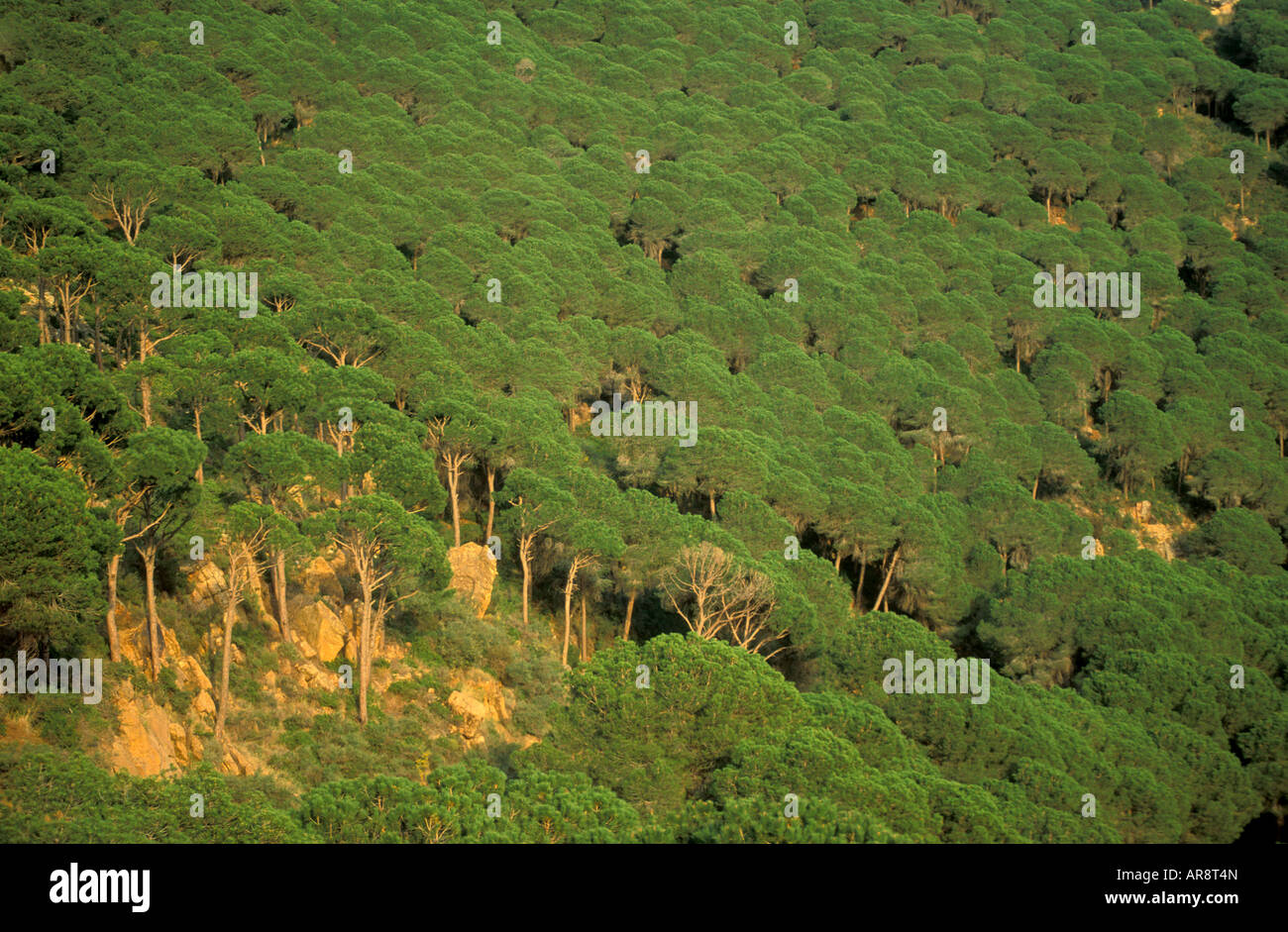Cedar trees of lebanon hi-res stock photography and images - Alamy