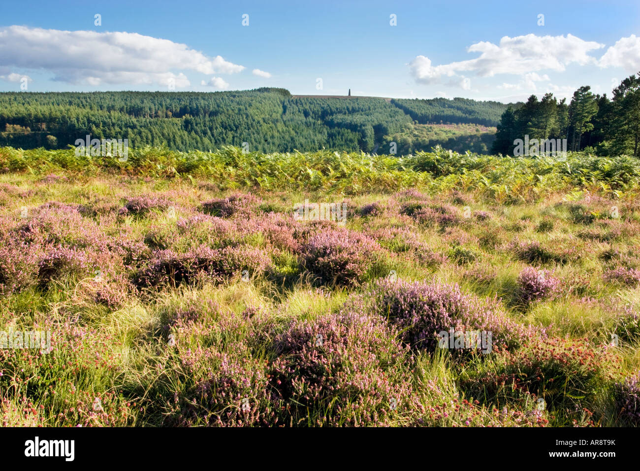 North York Moors heather on Great Ayton Moor with Captain Cook's ...