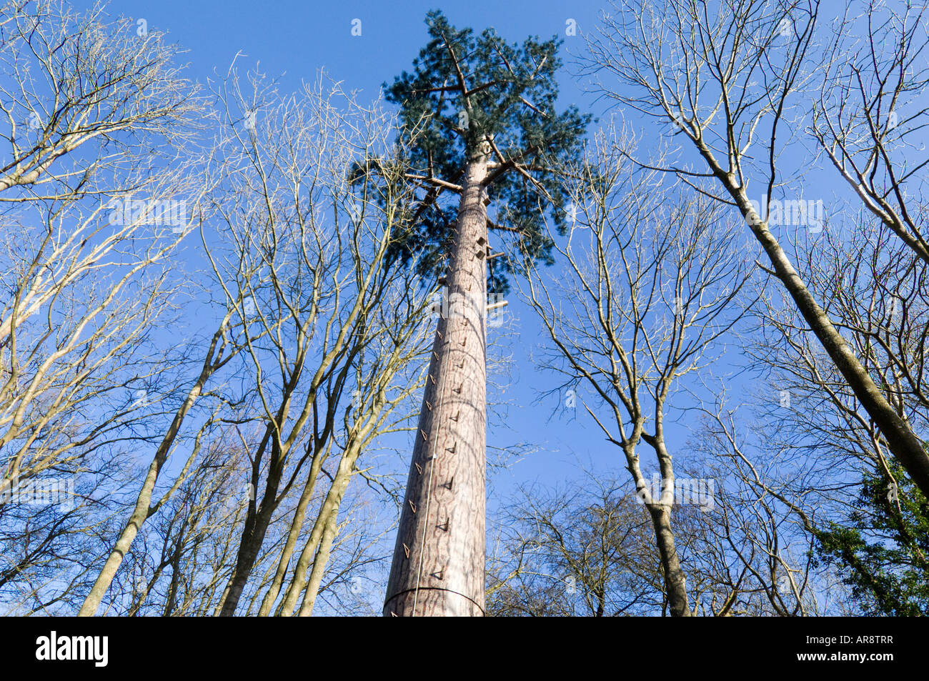 Phone mast in disguise hi-res stock photography and images - Alamy