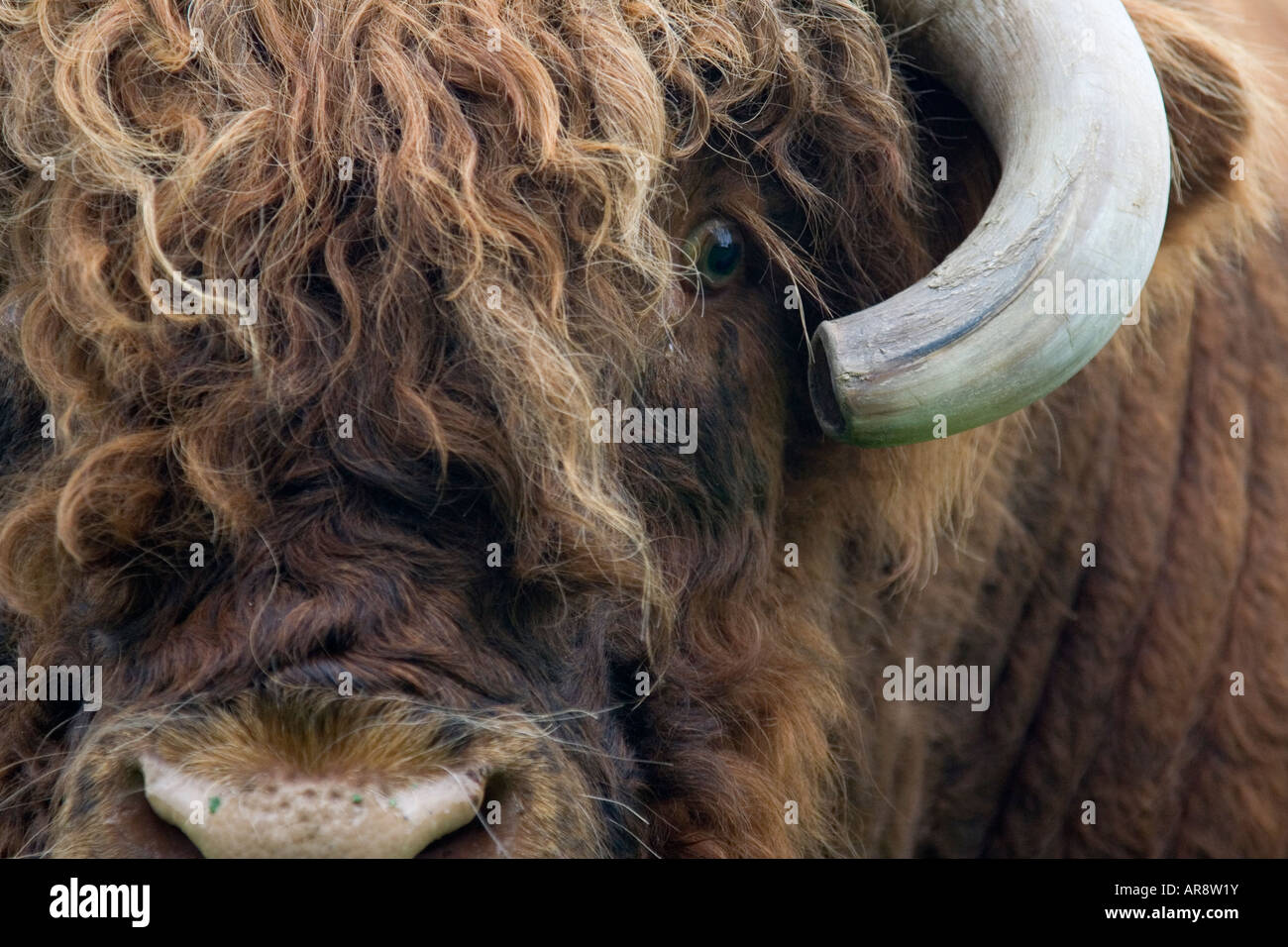 Angry cow hi-res stock photography and images - Alamy
