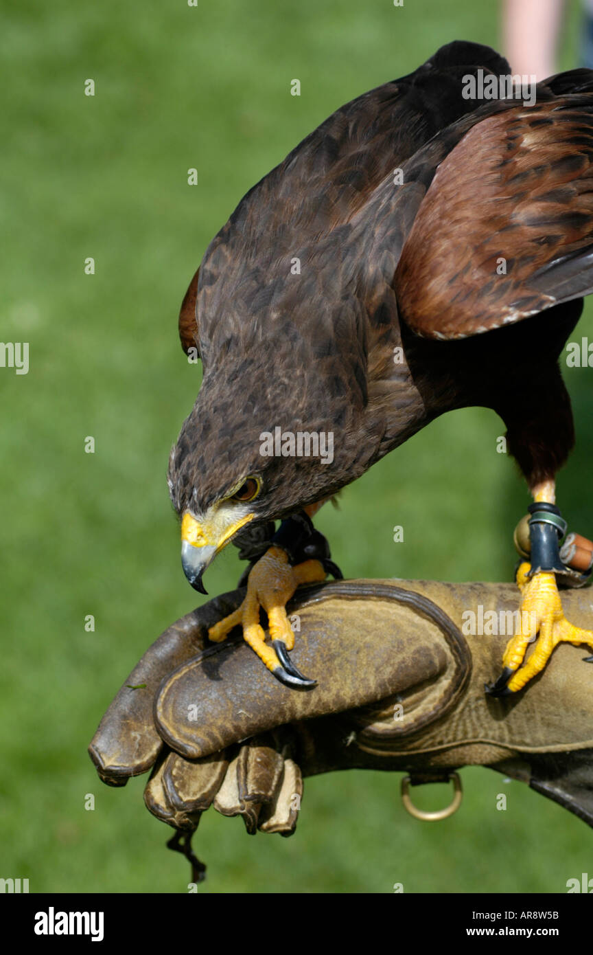 Bird raptor hi-res stock photography and images - Alamy