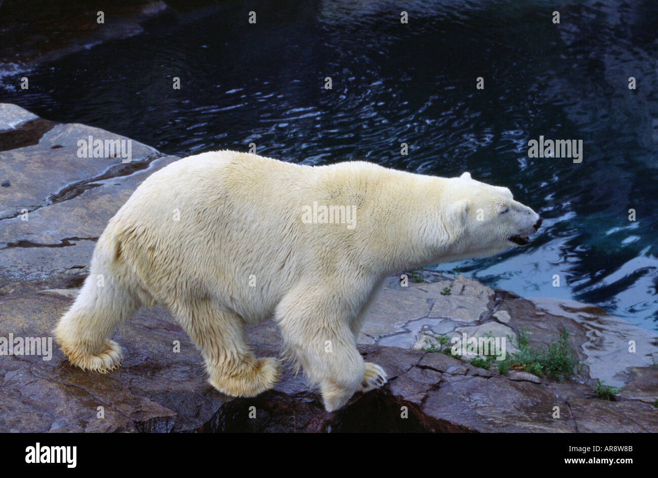 Sad polar bear hi-res stock photography and images - Alamy