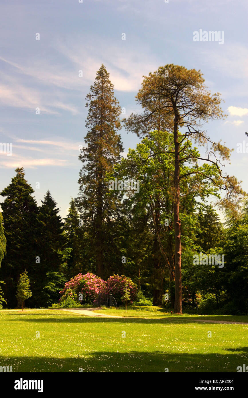 Irish redwood hi-res stock photography and images - Alamy