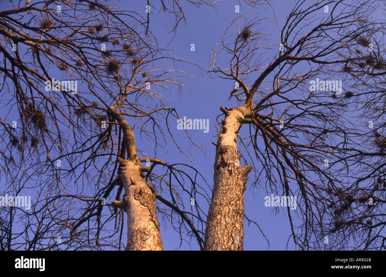 Two pine trees Stock Photo - Alamy